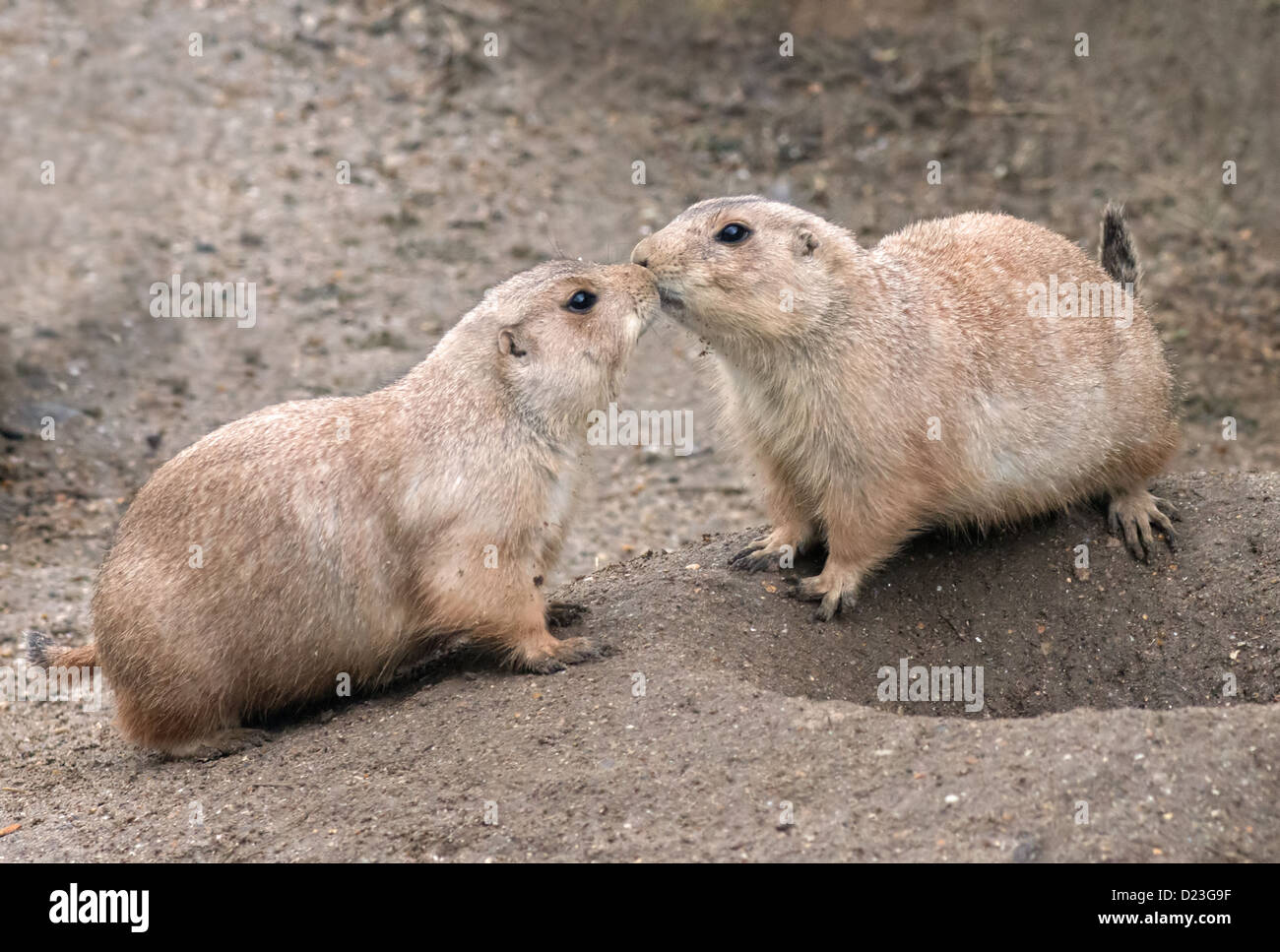 How Do Prairie Dogs Greet Each Other