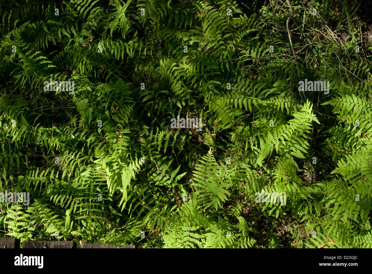 Ferns covering forest ground Stock Photo - Alamy