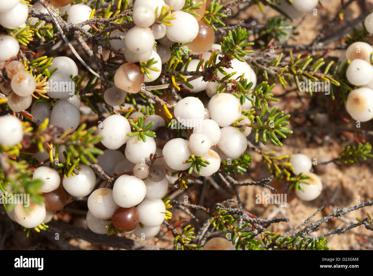 Corema album fruits hi-res stock photography and images - Alamy