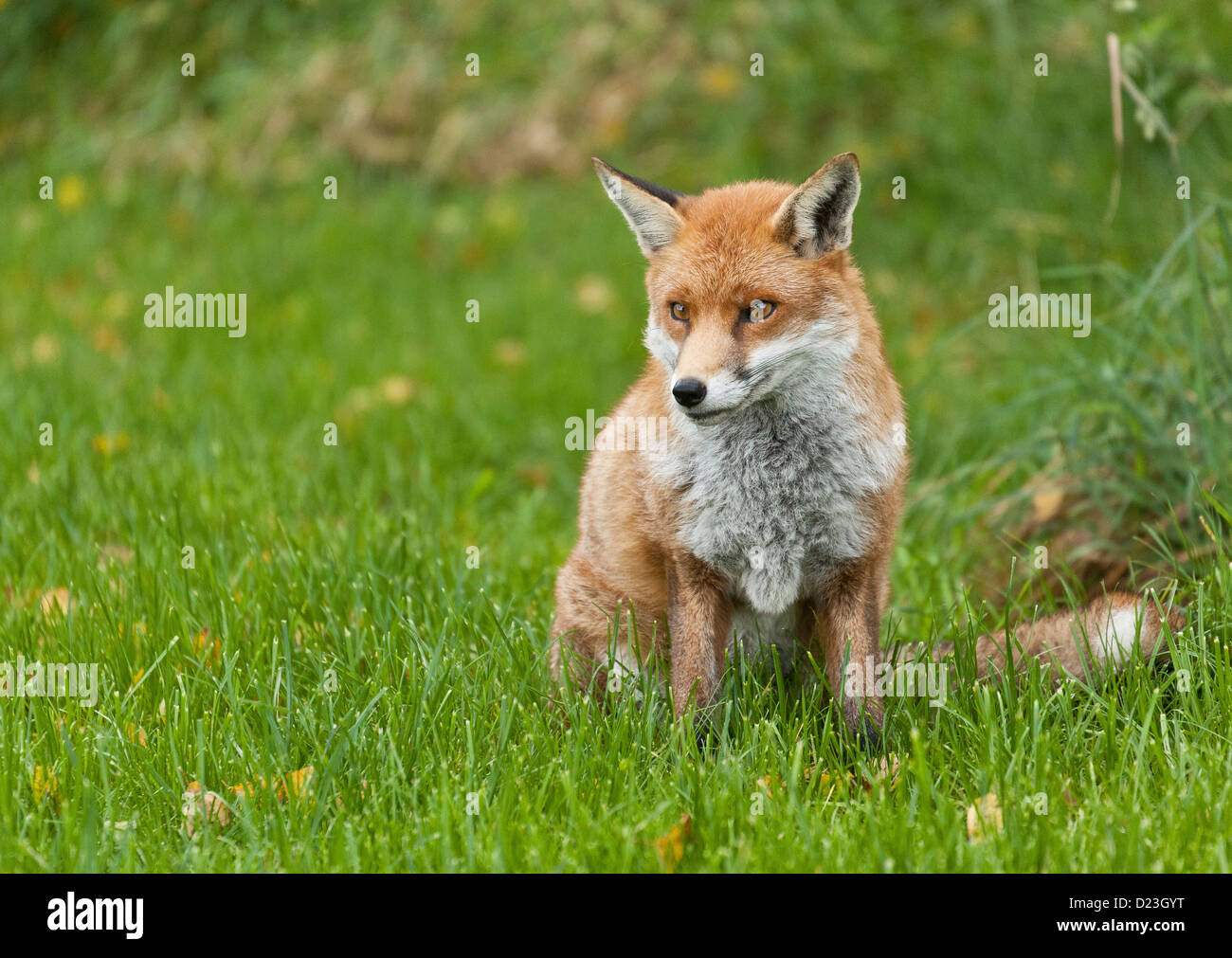 Fox sitting hi-res stock photography and images - Alamy