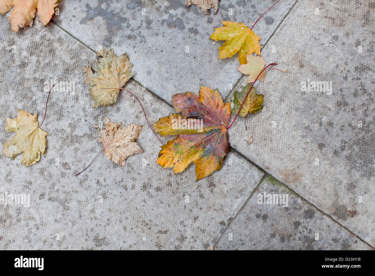 Autumn leaves on a concrete slabs Stock Photo - Alamy