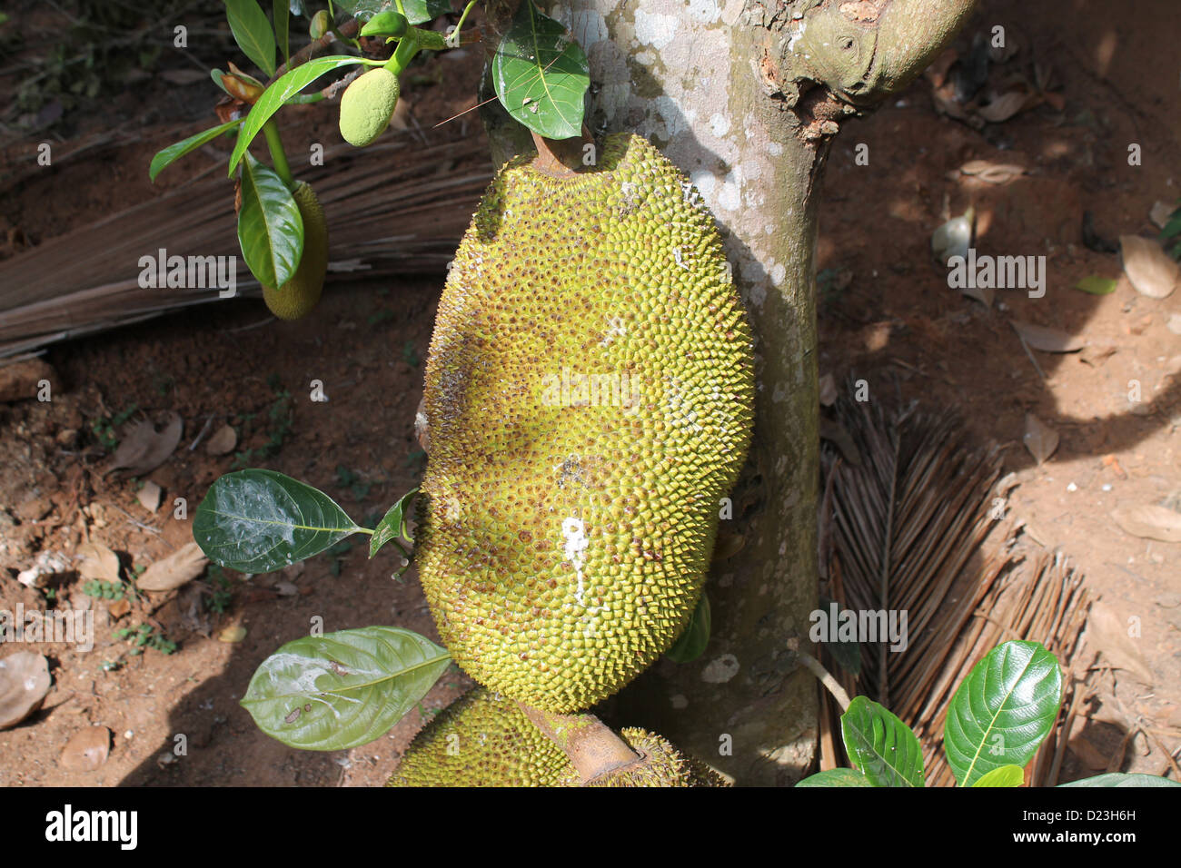 A ripe jack fruit Stock Photo - Alamy