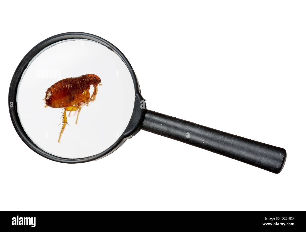 Bug under magnifying glass hi-res stock photography and images - Alamy