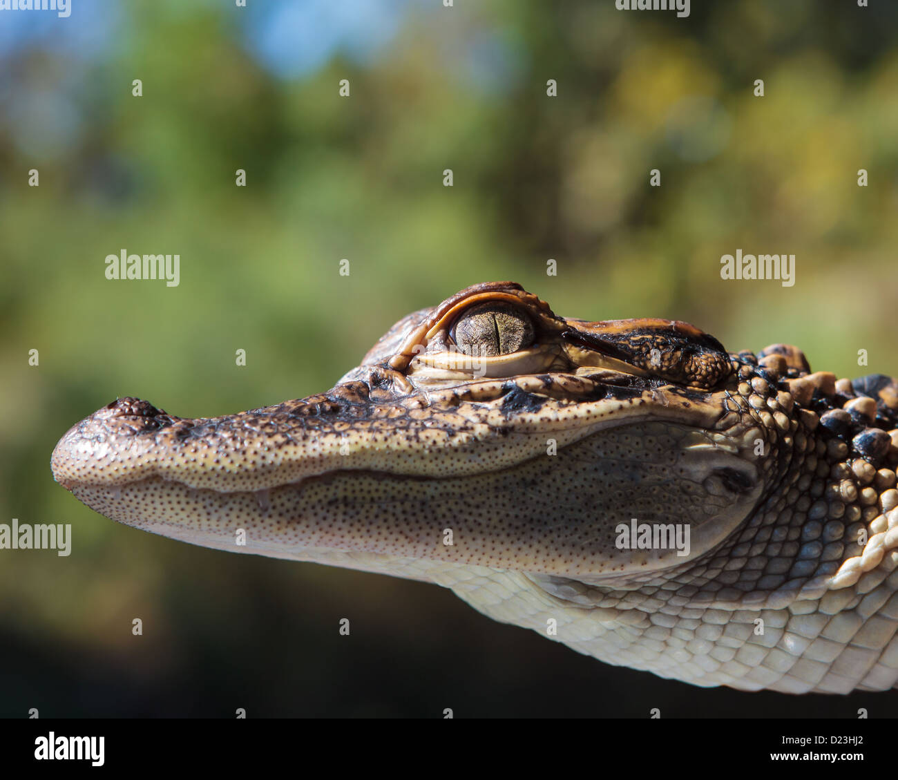 New orleans alligator hi-res stock photography and images - Alamy