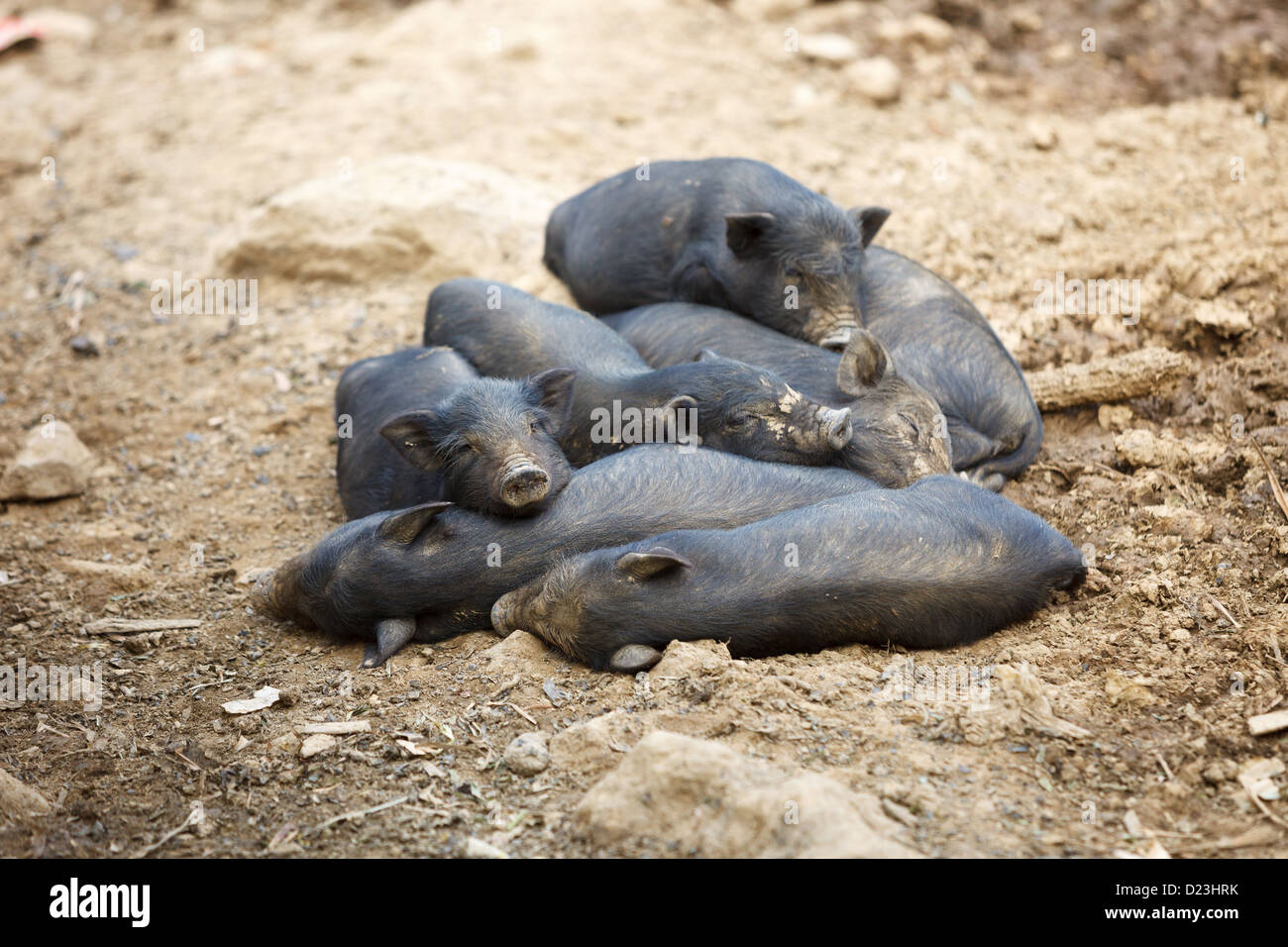 Black piglets sleeping in heap Stock Photo - Alamy
