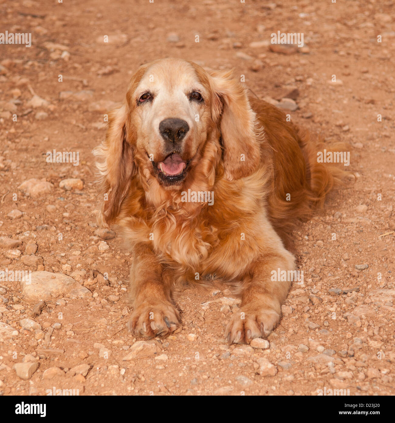 An elderly golden cocker spaniel dog Stock Photo - Alamy