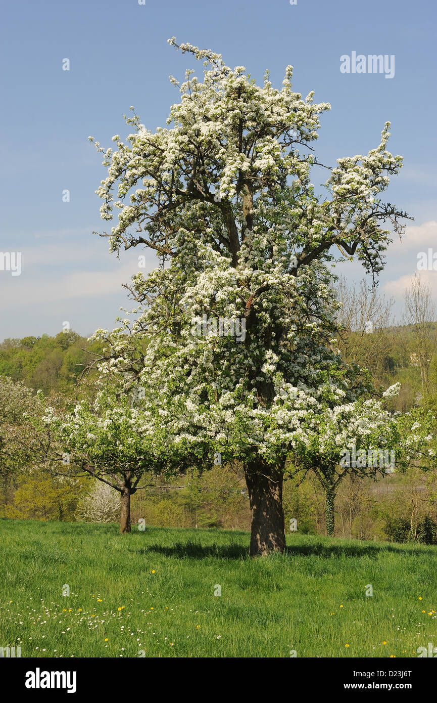 Schaffhausen, Switzerland, blue budding fruit tree in spring Stock ...
