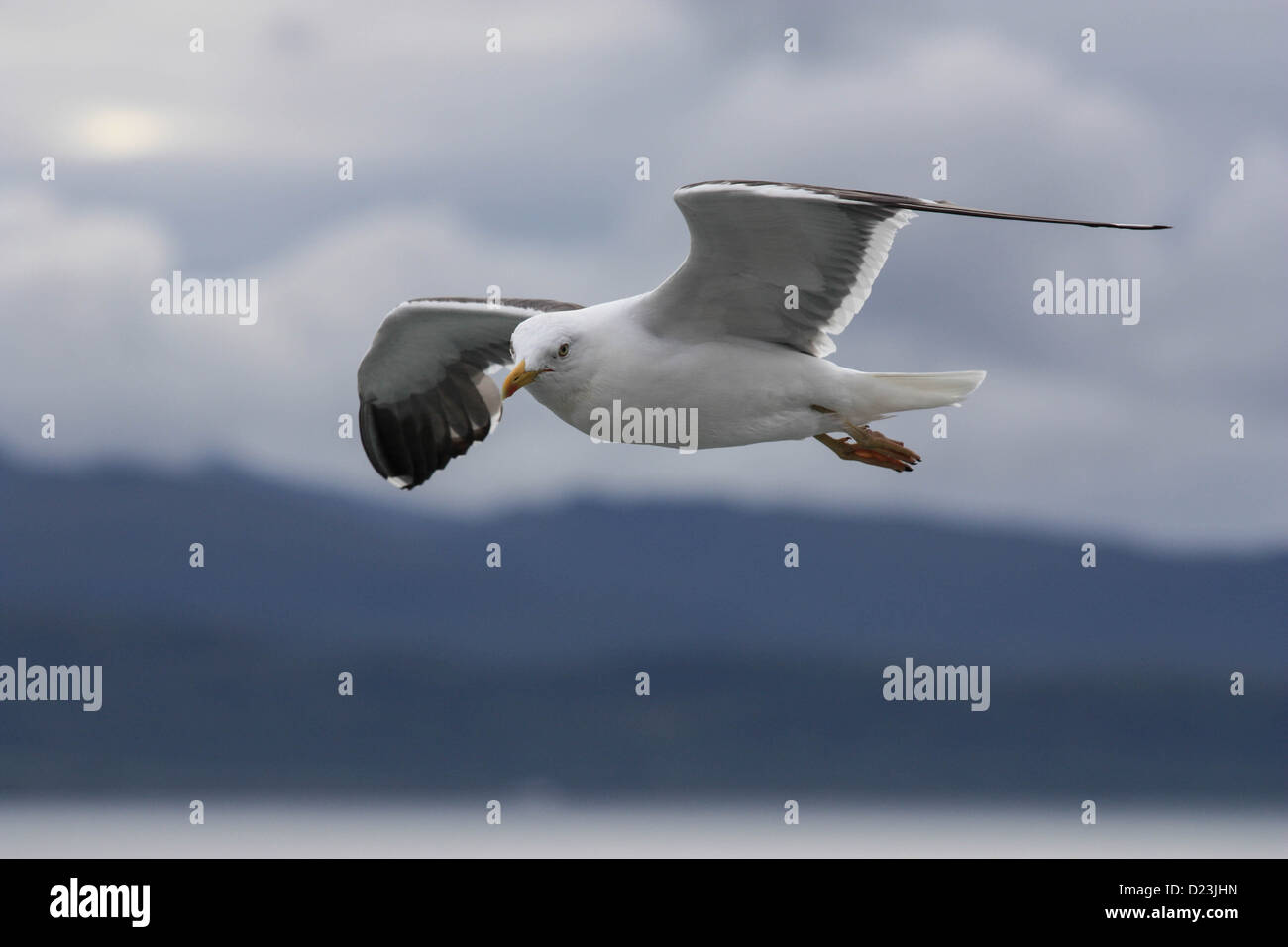 Common gulls larus canus hi-res stock photography and images - Alamy