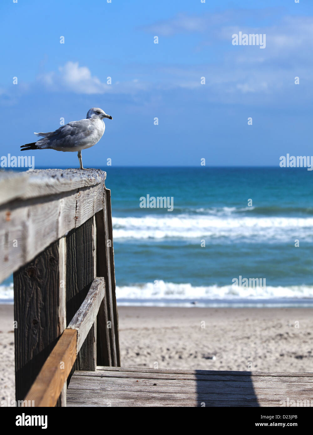 A seagull on a dock Stock Photo - Alamy