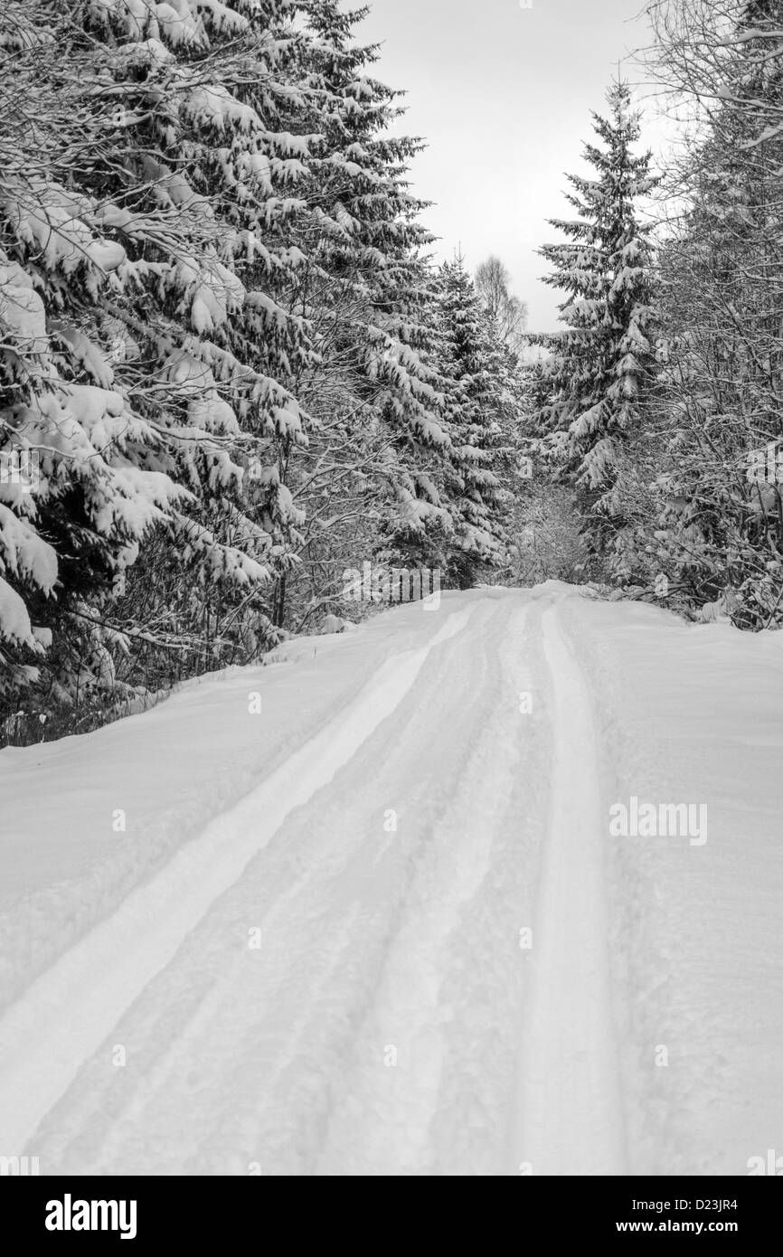 Panorama winter forest trees Black and White Stock Photos & Images - Alamy