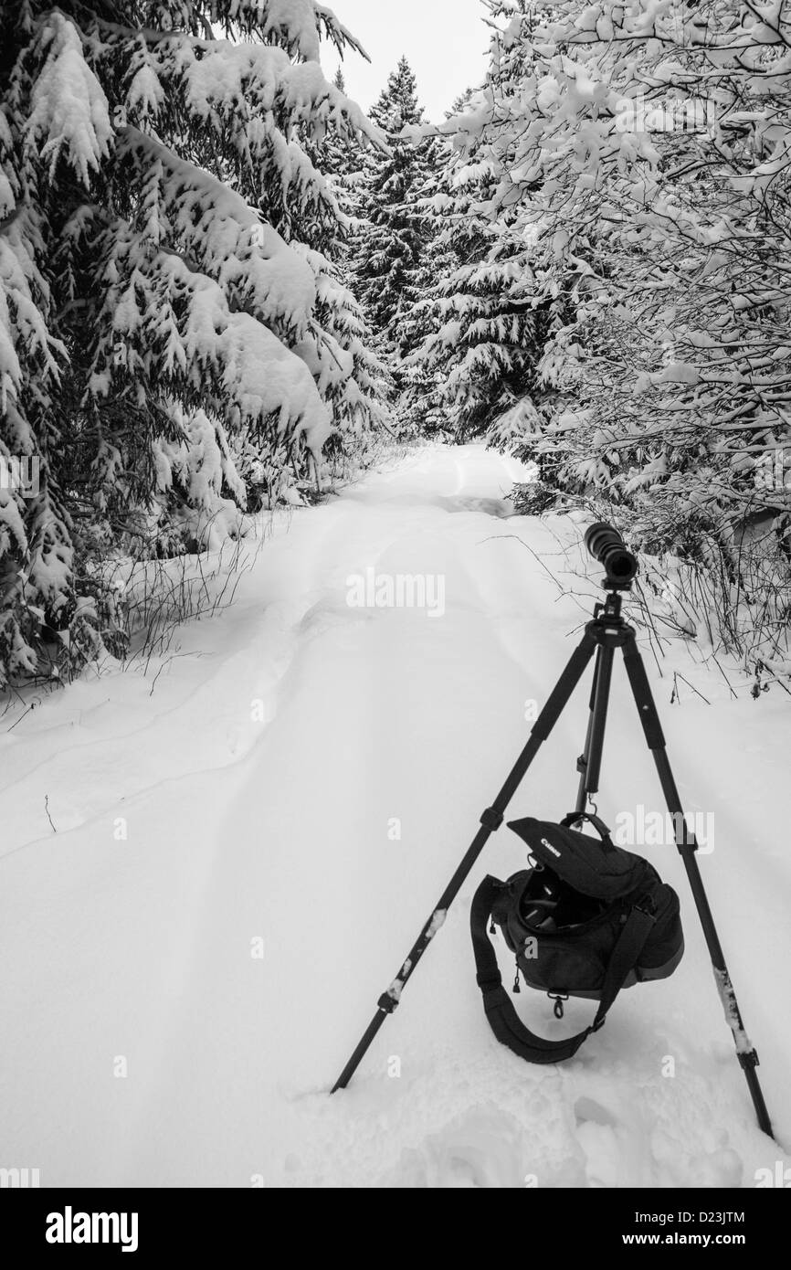 Forest track photo Black and White Stock Photos & Images - Alamy