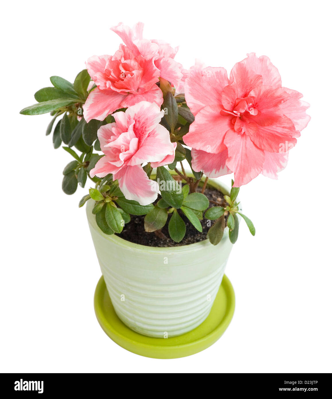 Azalea pot plant hi-res stock photography and images - Alamy