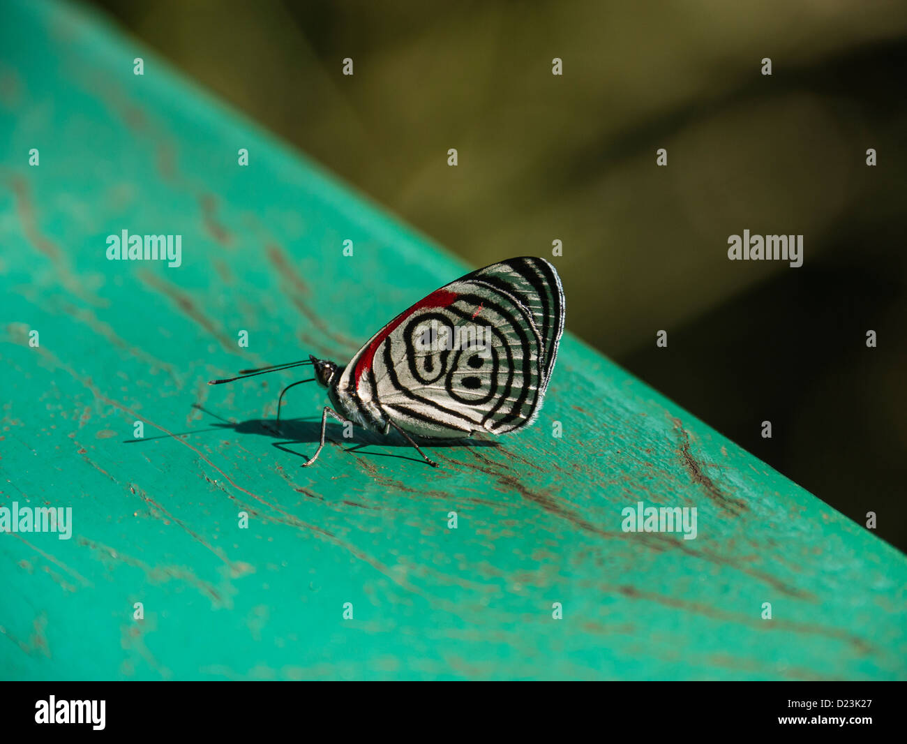Brazil Butterfly High Resolution Stock Photography and Images - Alamy