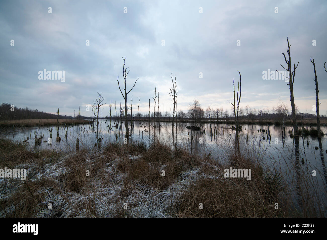 Dutch winter landscape with dead trees caused by nature restoration at ...