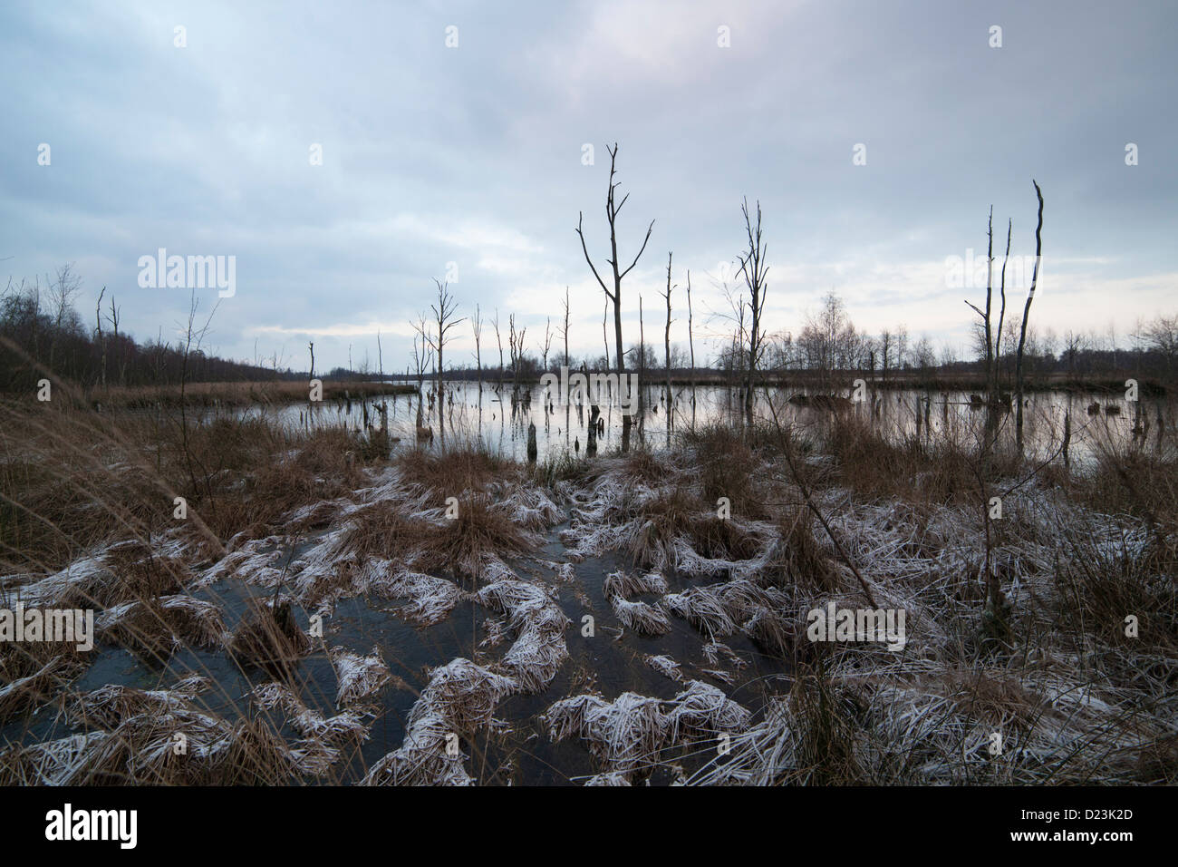 Dutch winter landscape with dead trees caused by nature restoration at ...