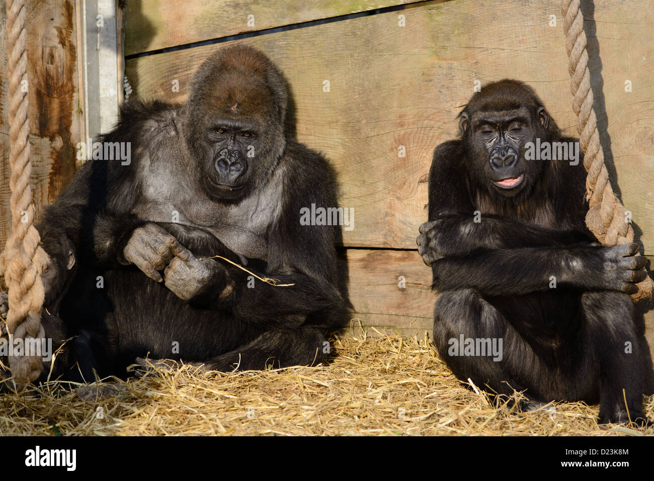 2 western lowland gorillas sat down looking towards the camera Stock ...