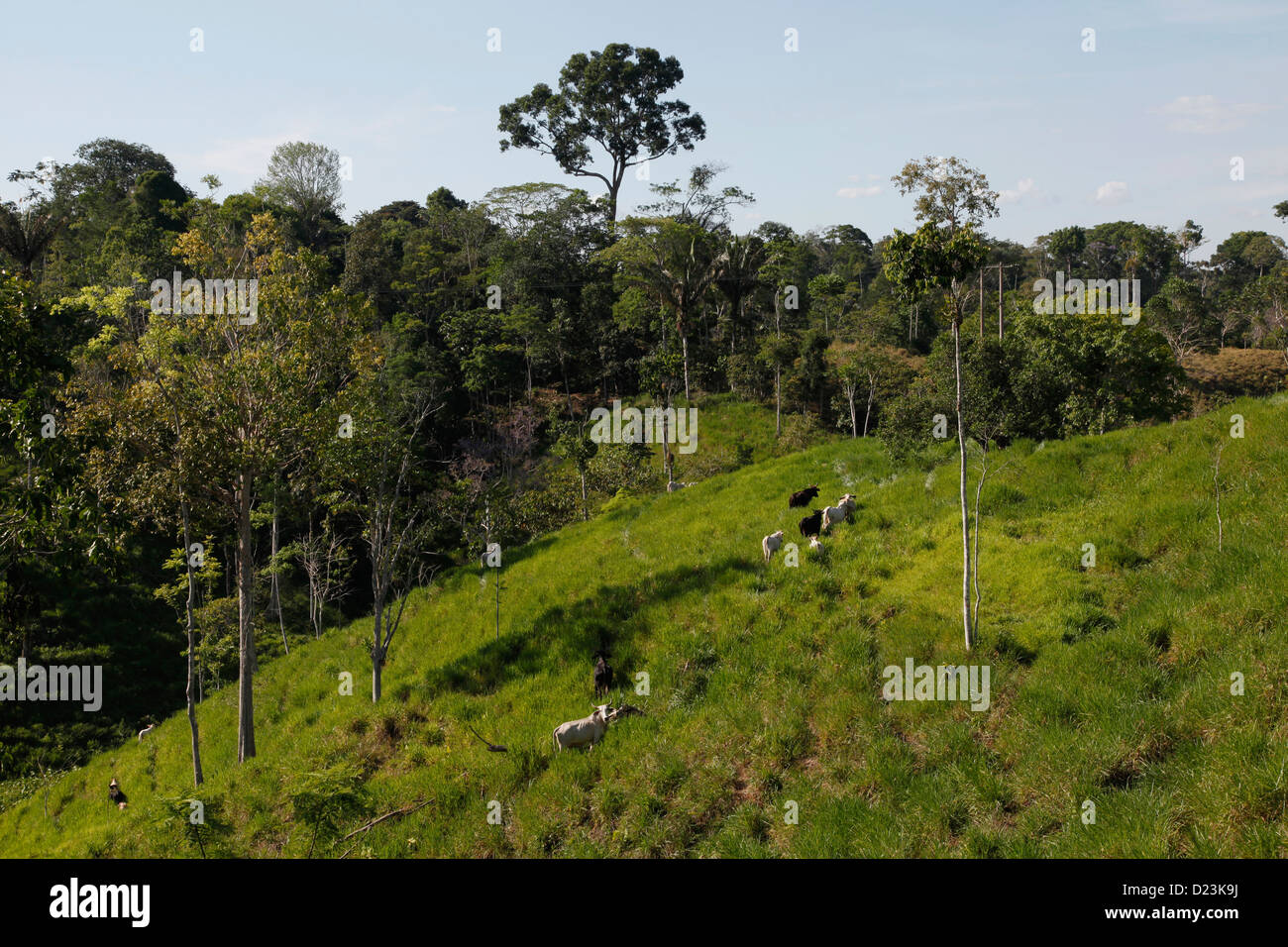 Deforestation and cattle grazing in the Yasuni National Park, Amazon ...