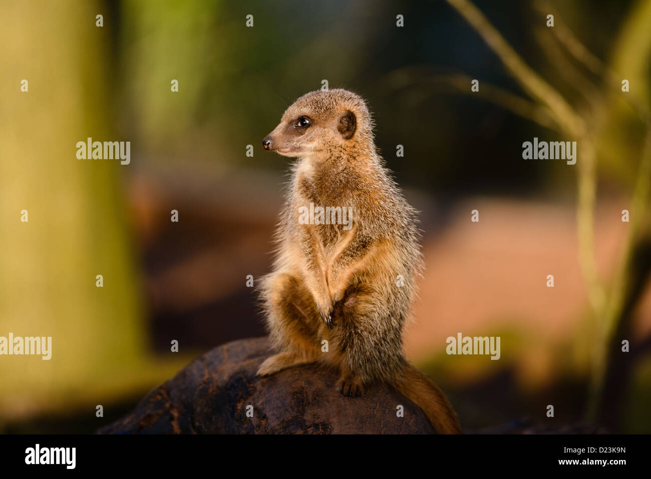 Meerkat side hi-res stock photography and images - Alamy