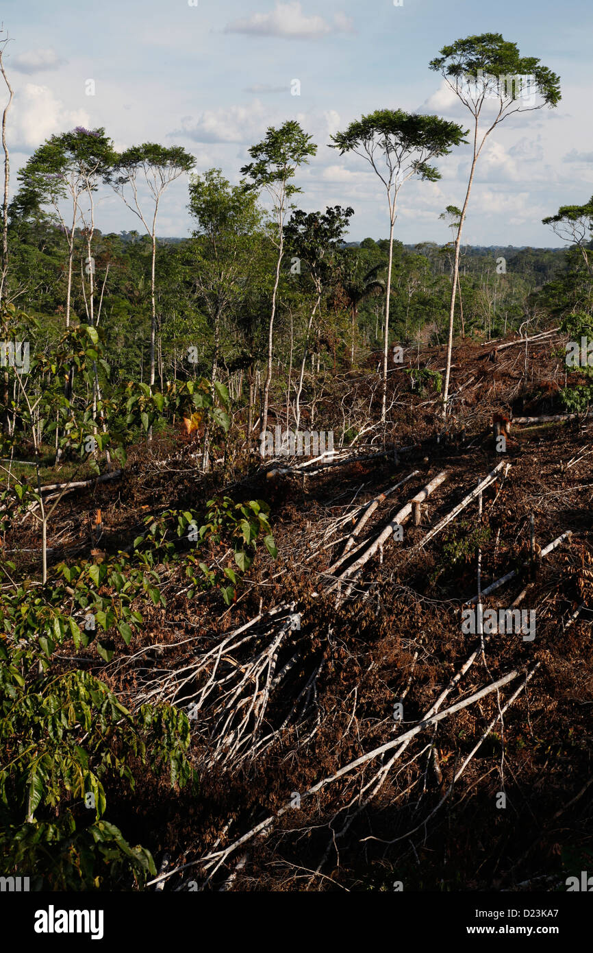 Ecuador Amazon Deforestation Stock Photos & Ecuador Amazon ...