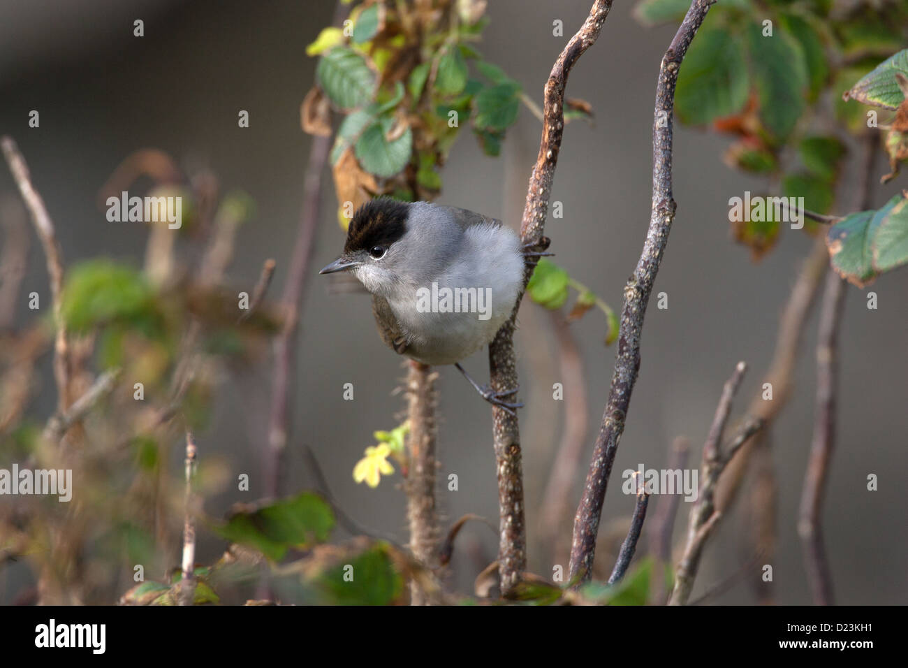 Blackcap Migration High Resolution Stock Photography and Images - Alamy