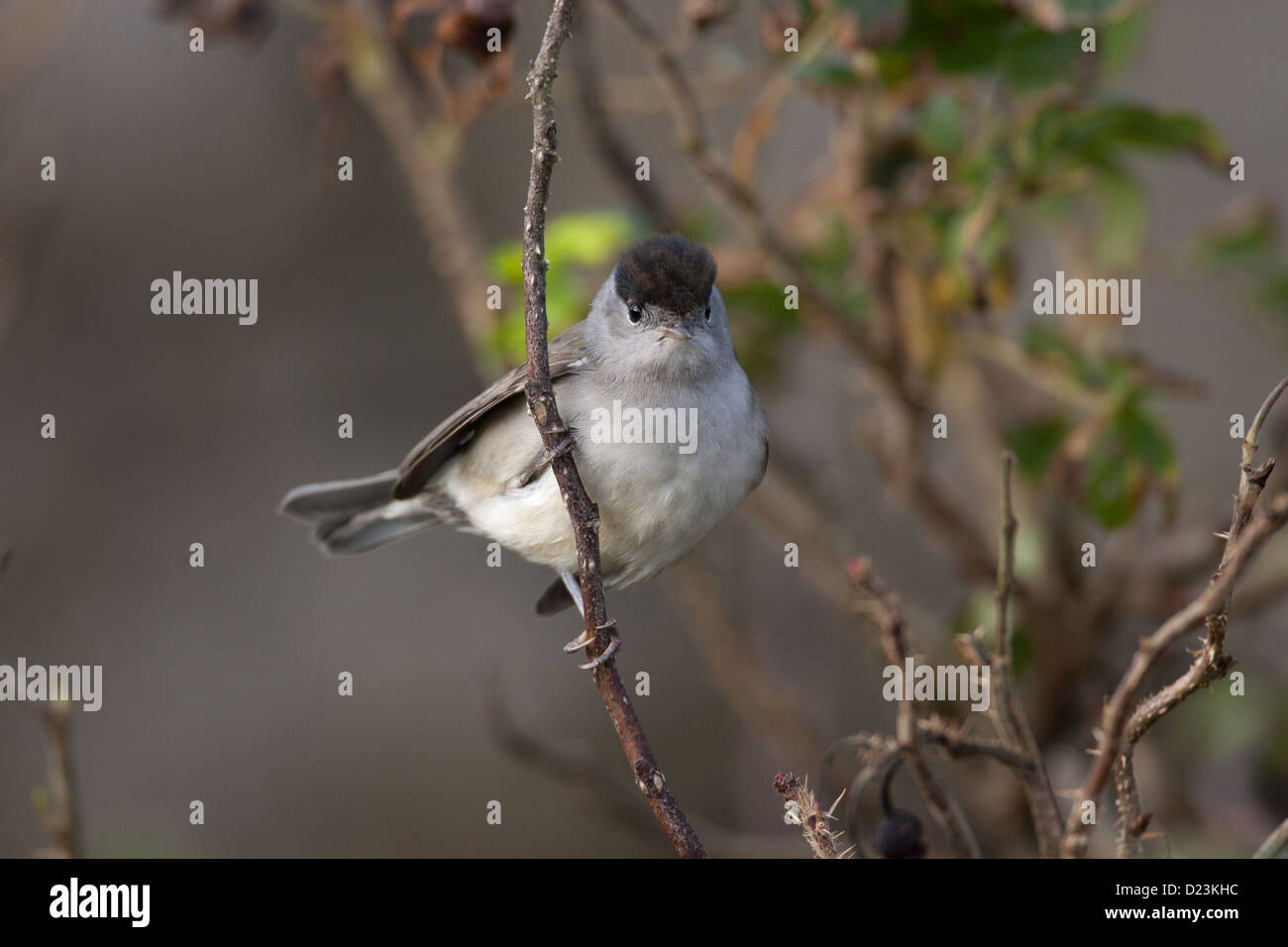 Blackcap Migration High Resolution Stock Photography and Images - Alamy