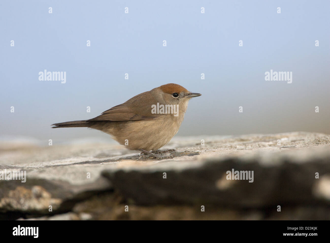 Blackcap Migration High Resolution Stock Photography and Images - Alamy