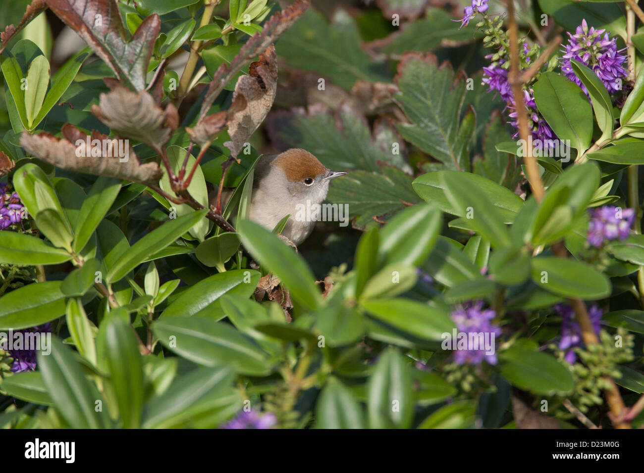 Blackcap Migration High Resolution Stock Photography and Images - Alamy