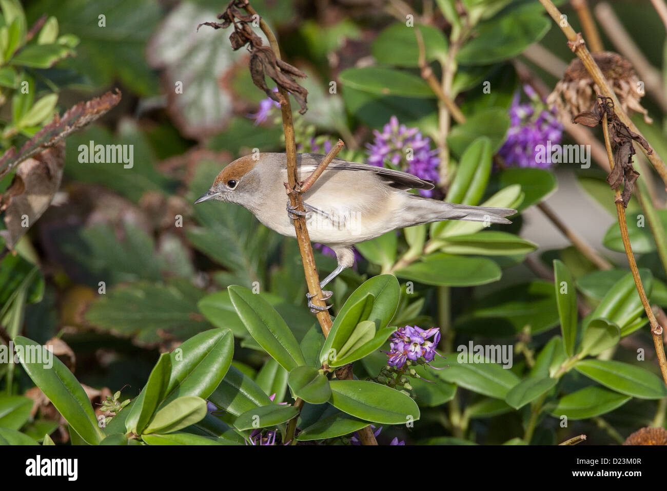 Blackcap Migration High Resolution Stock Photography and Images - Alamy