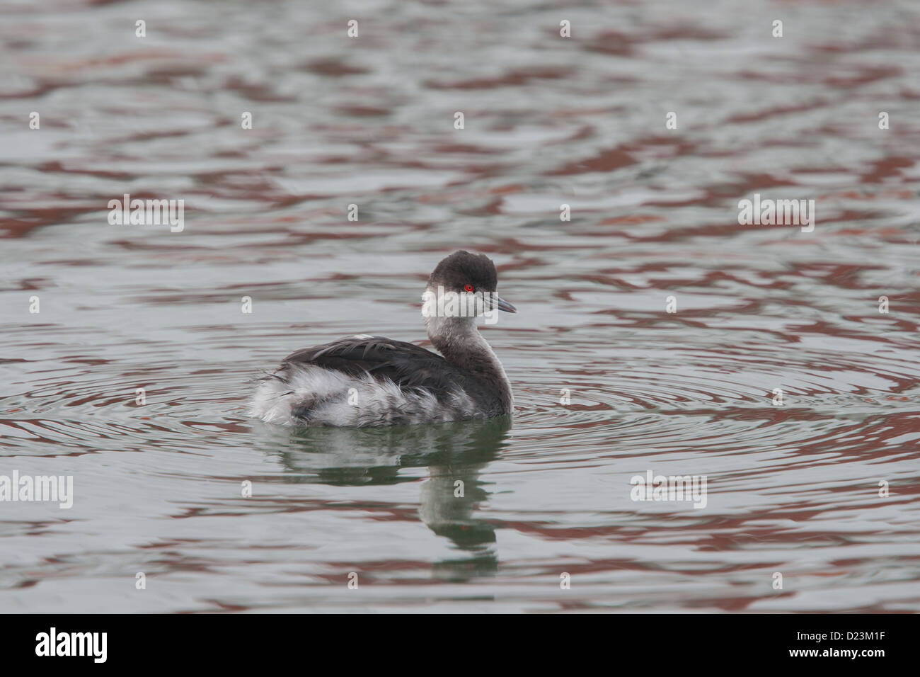 Black-necked Grebe Podiceps nigricollis (also known as Eared Grebe) in ...