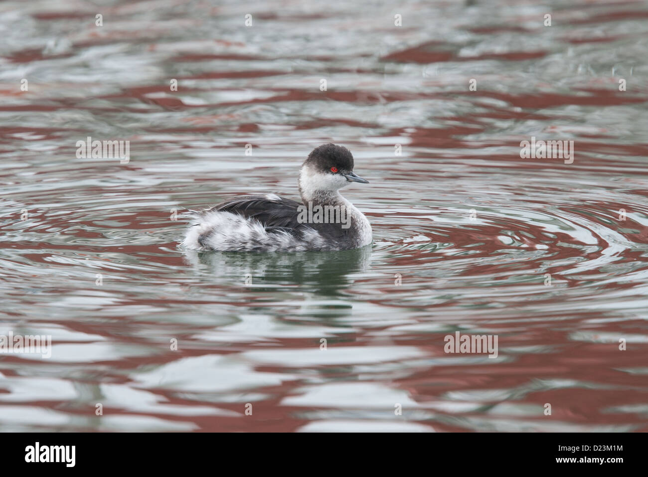 Black-necked Grebe Podiceps nigricollis (also known as Eared Grebe) in ...