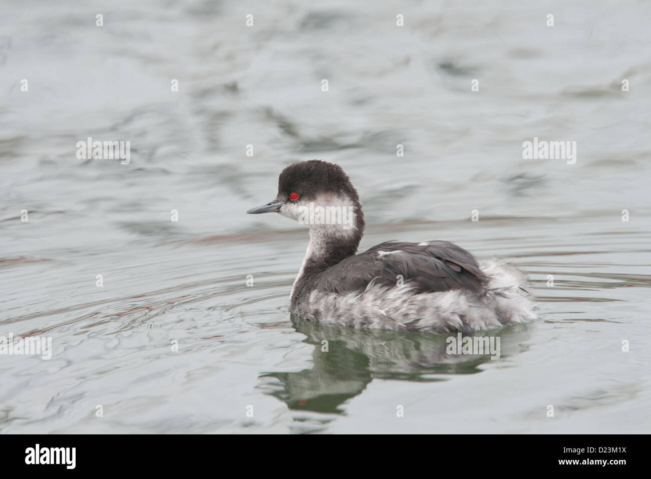 Black-necked Grebe Podiceps nigricollis (also known as Eared Grebe) in ...