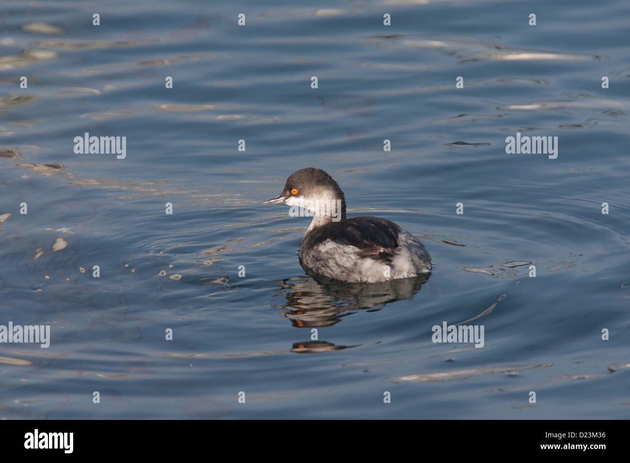 Red necked grebe winter hi-res stock photography and images - Alamy