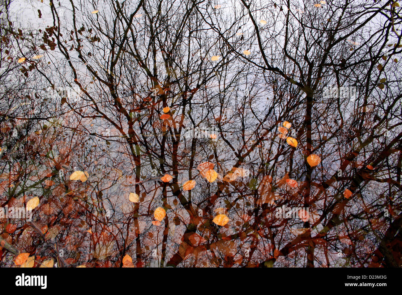 Submerged tree branches hi-res stock photography and images - Alamy