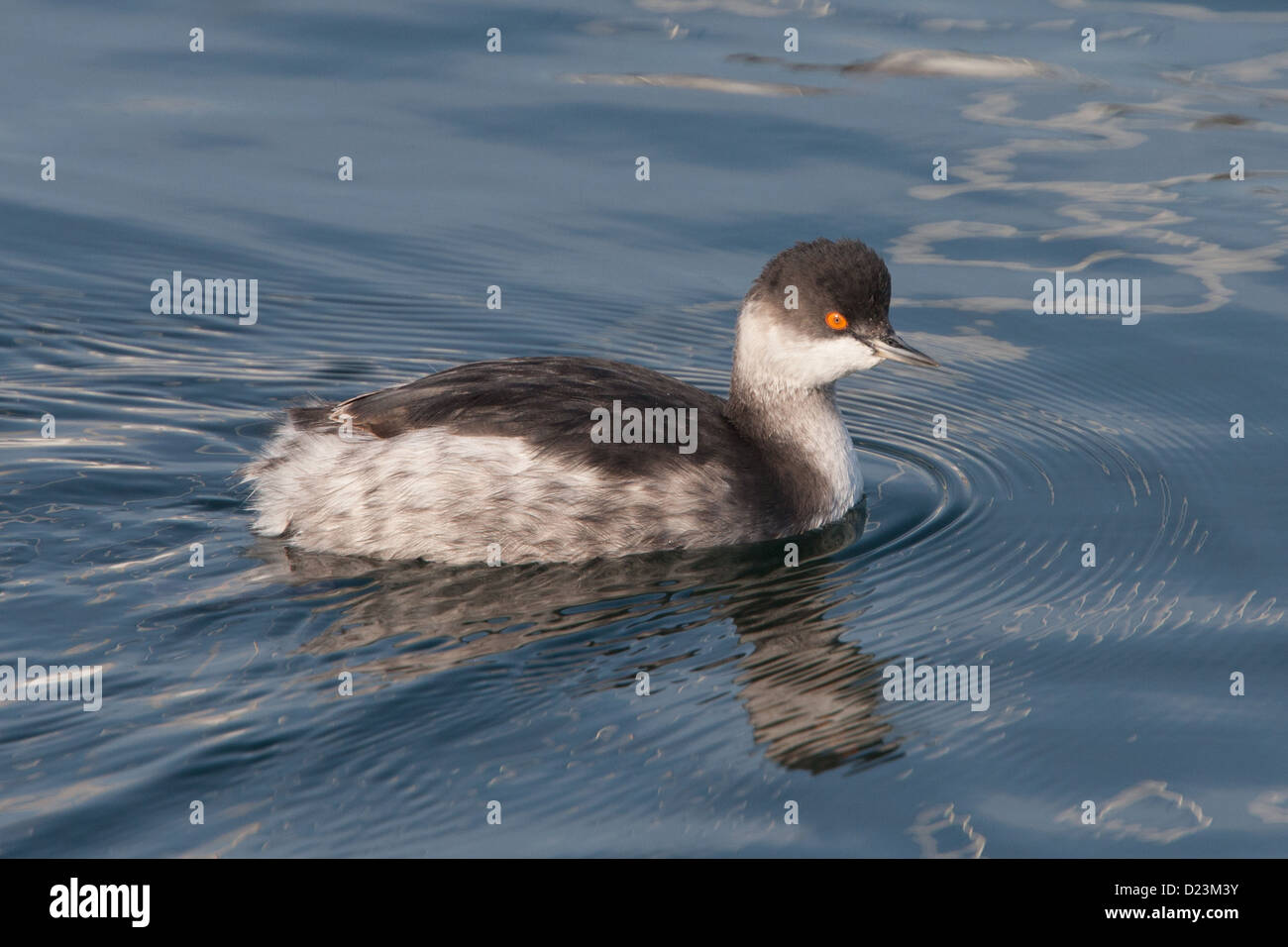 Black-necked Grebe Podiceps nigricollis (also known as Eared Grebe) in ...