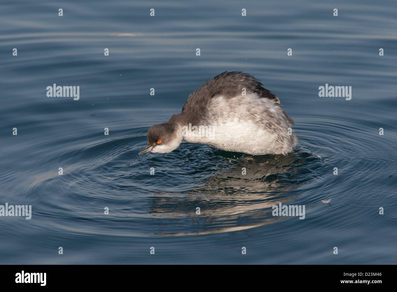Black-necked Grebe Podiceps nigricollis (also known as Eared Grebe) in ...