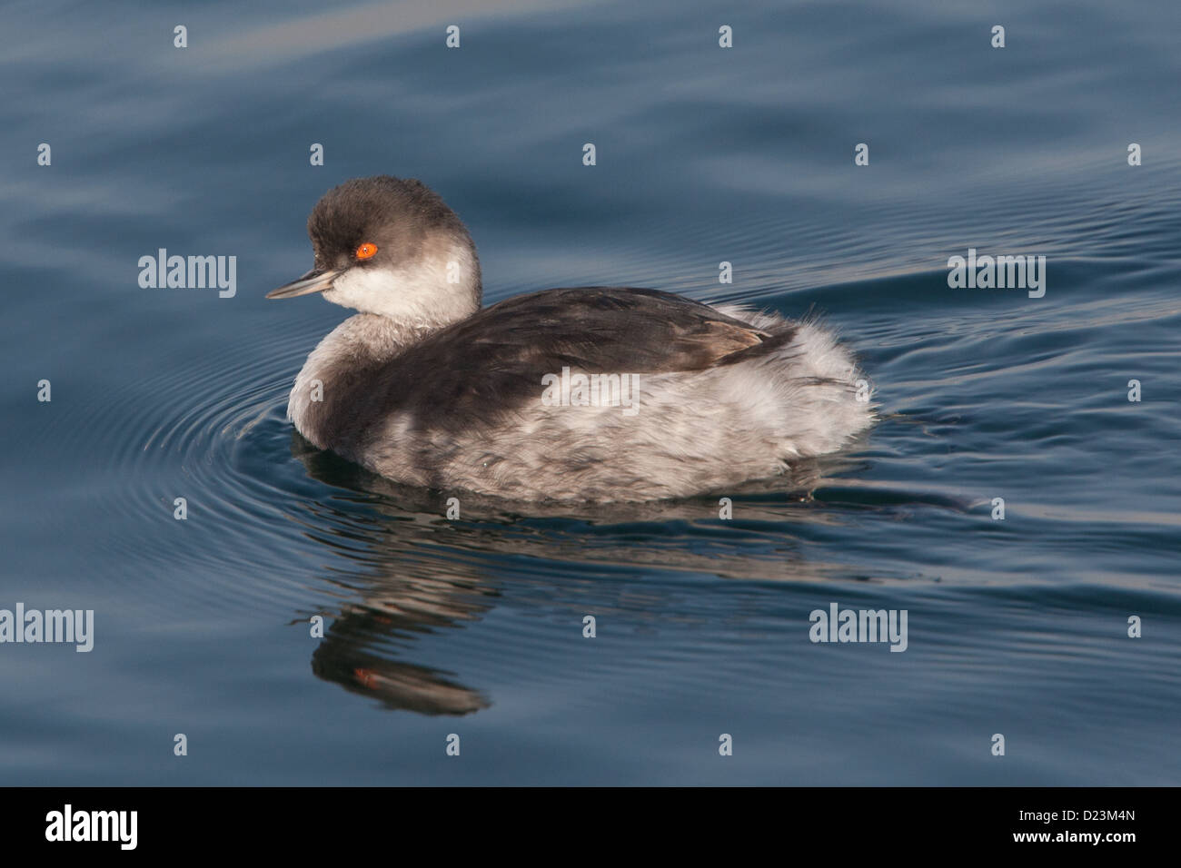 Black-necked Grebe Podiceps nigricollis (also known as Eared Grebe) in ...