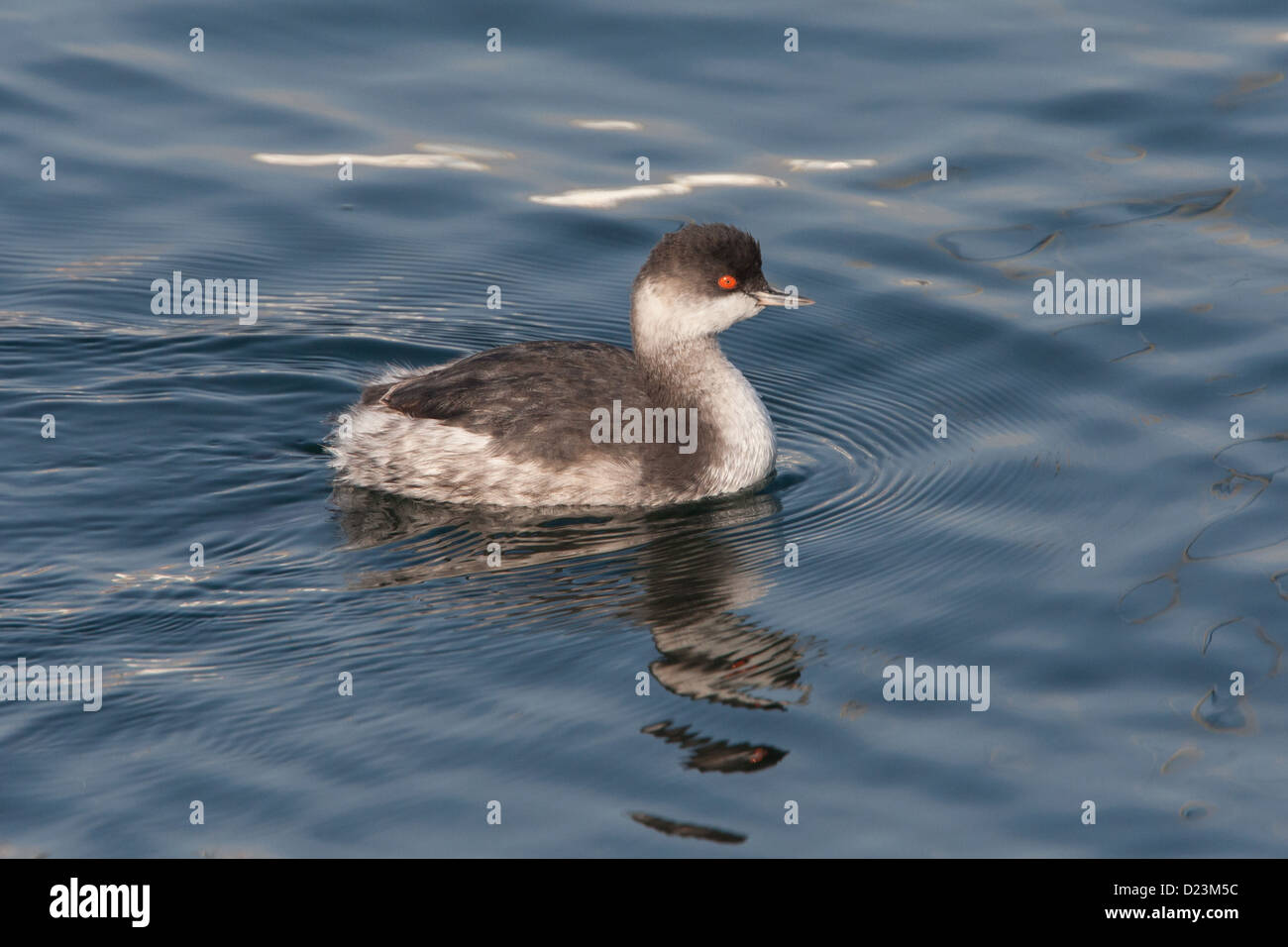 Red Necked Grebe Winter