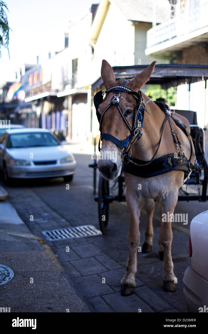 Mule-drawn carriage parked on a sunny street in the French Quarter, New ...