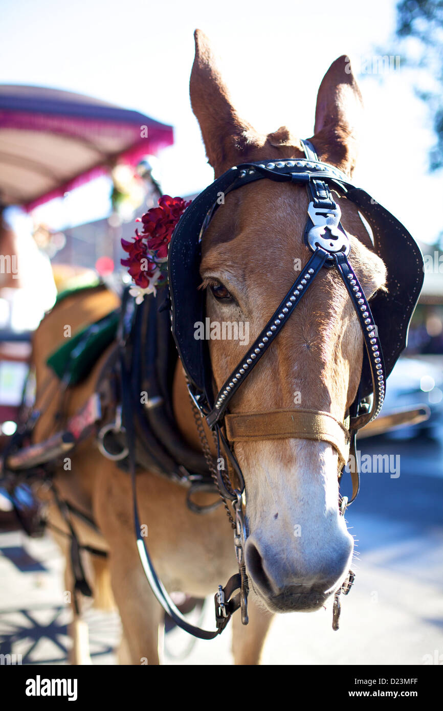 Close-up of a mule in festive carriage harness, adorned with red ...