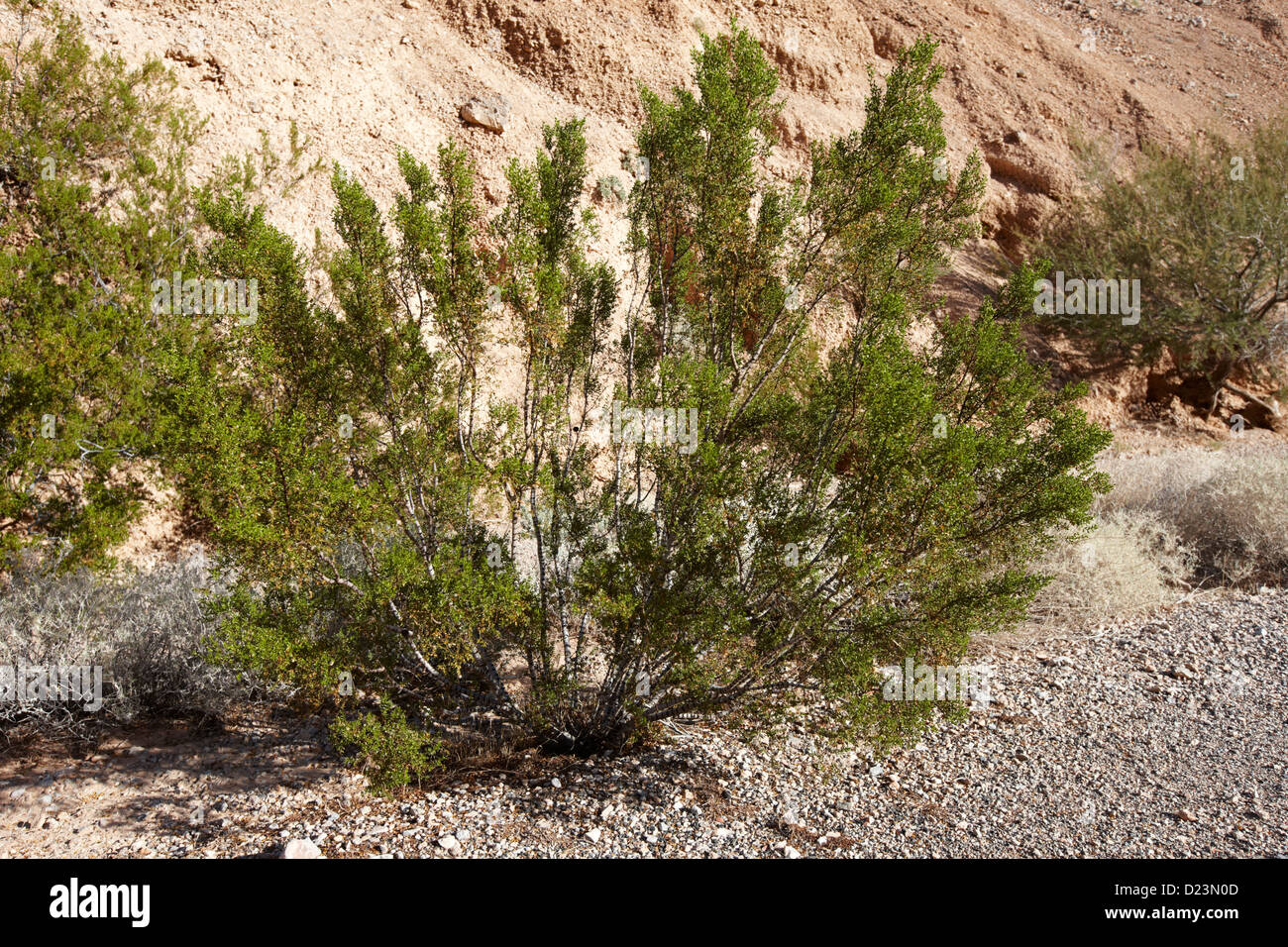 Creosote bush hi-res stock photography and images - Alamy