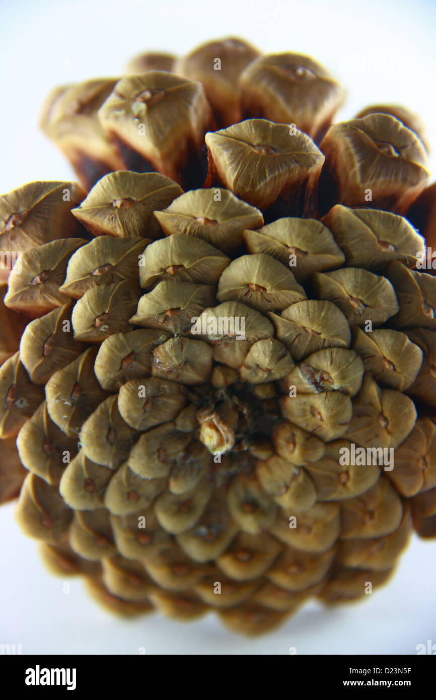pine peanut isolated on white Stock Photo - Alamy
