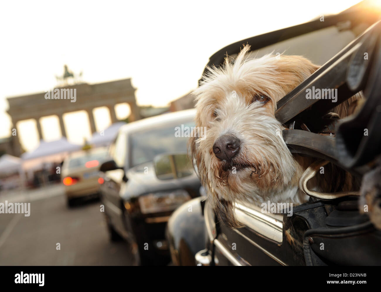 Berlin, Germany, dog in a VW Beetle Convertible at the Brandenburg Gate ...