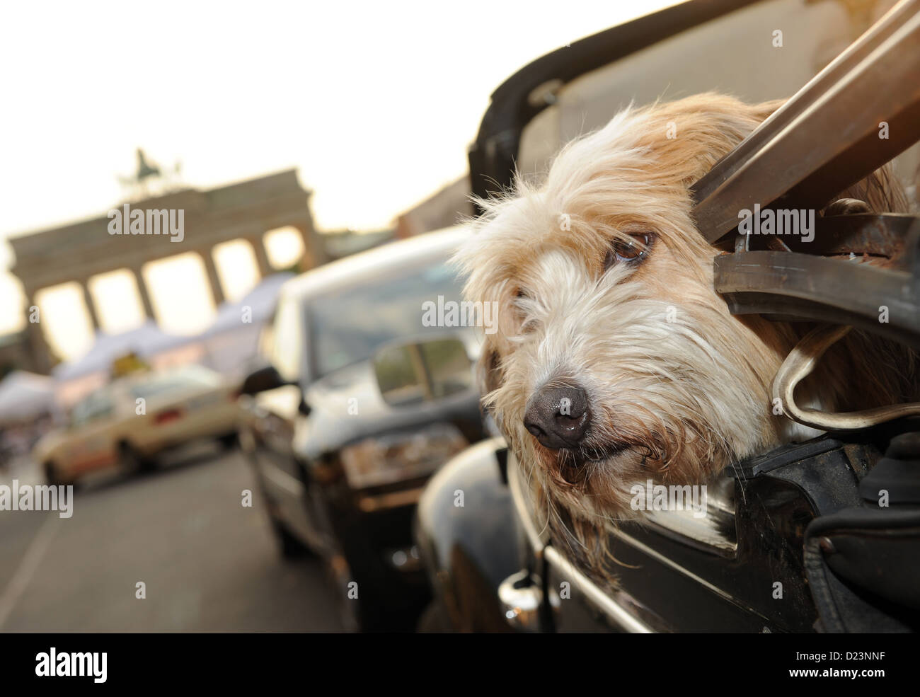 Berlin, Germany, dog in a VW Beetle Convertible at the Brandenburg Gate ...
