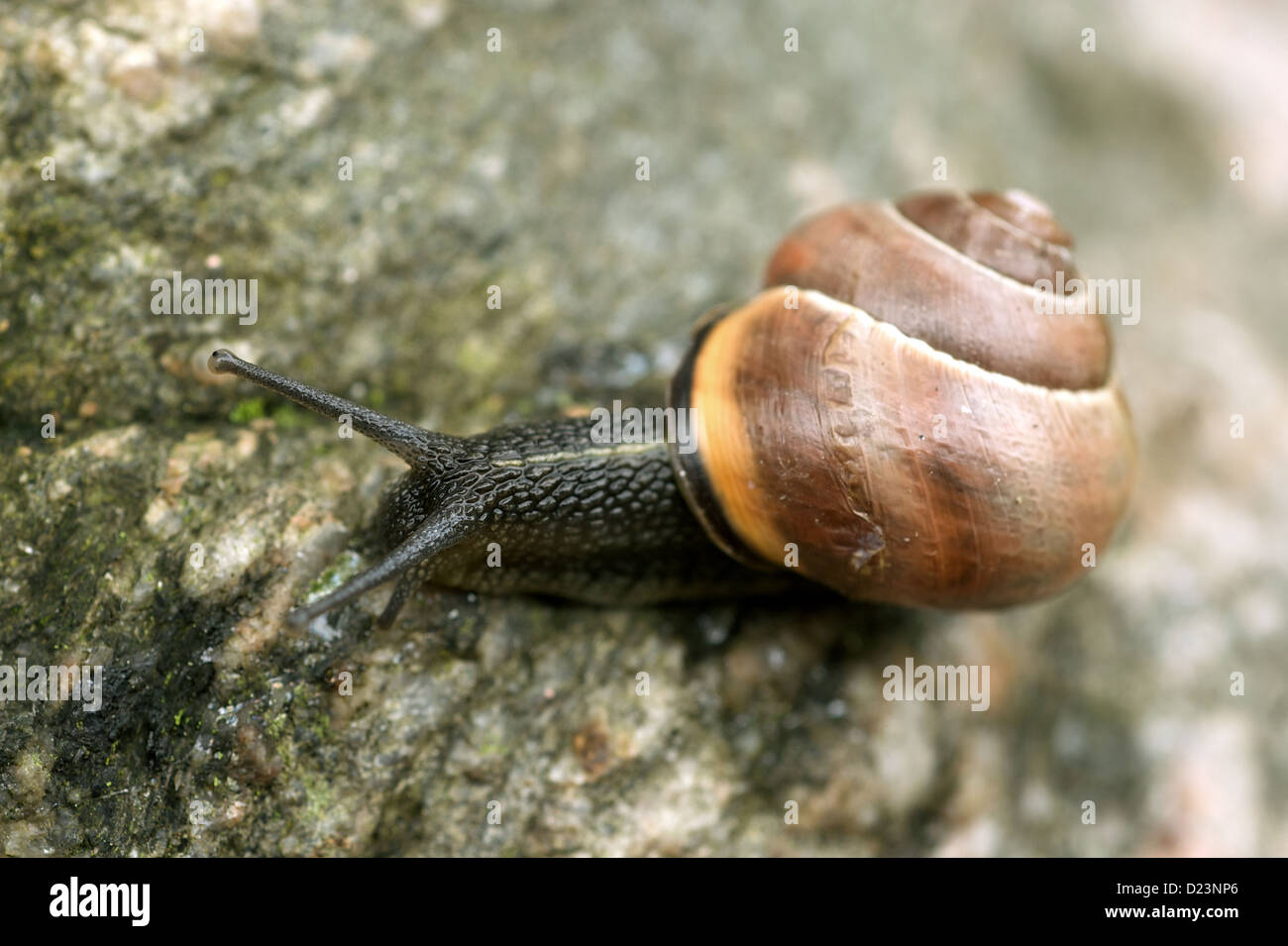 Fire snail hi-res stock photography and images - Alamy