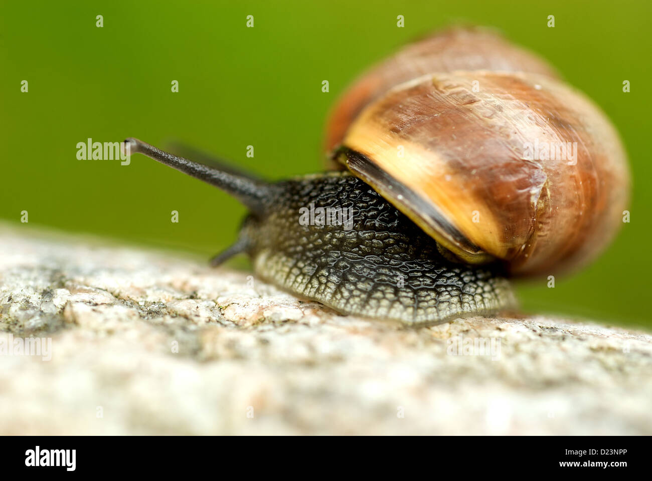Stralsund, Germany, a snail Stock Photo - Alamy