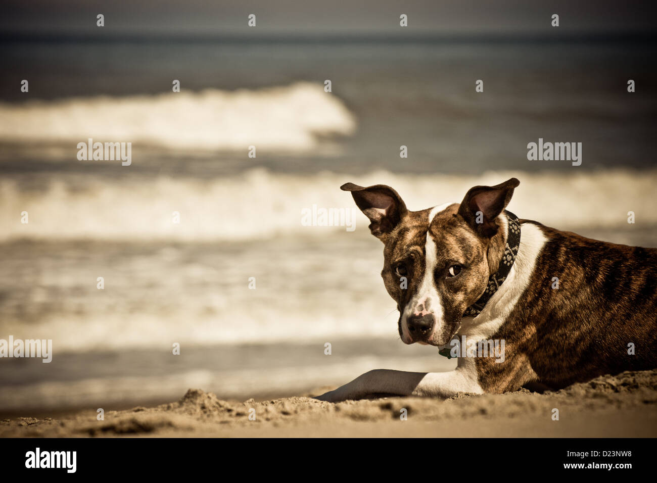 Cute Dog Relaxing On The Beach Stock Photo - Alamy