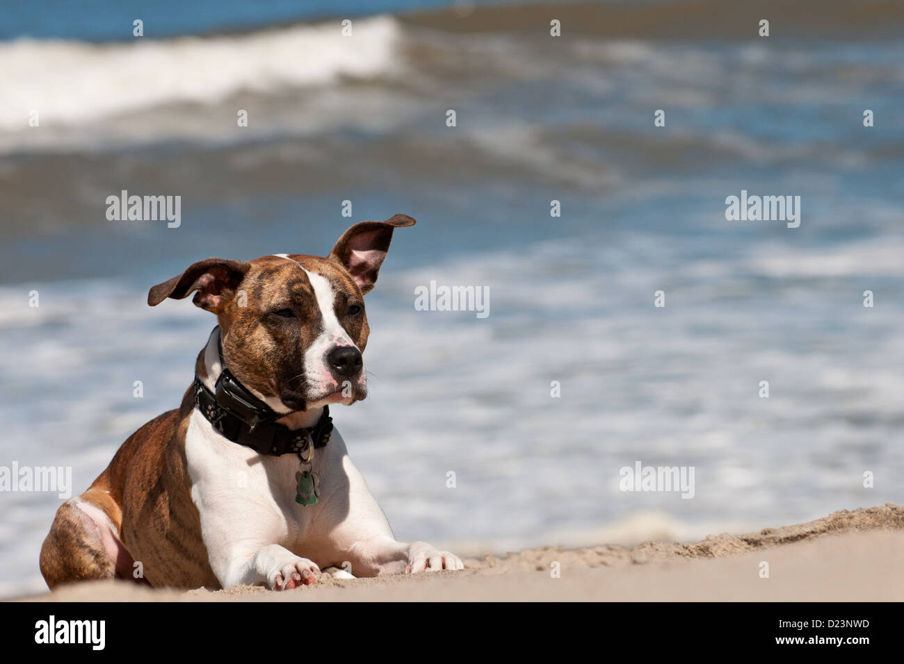 Cute Dog Relaxing On The Beach Stock Photo - Alamy