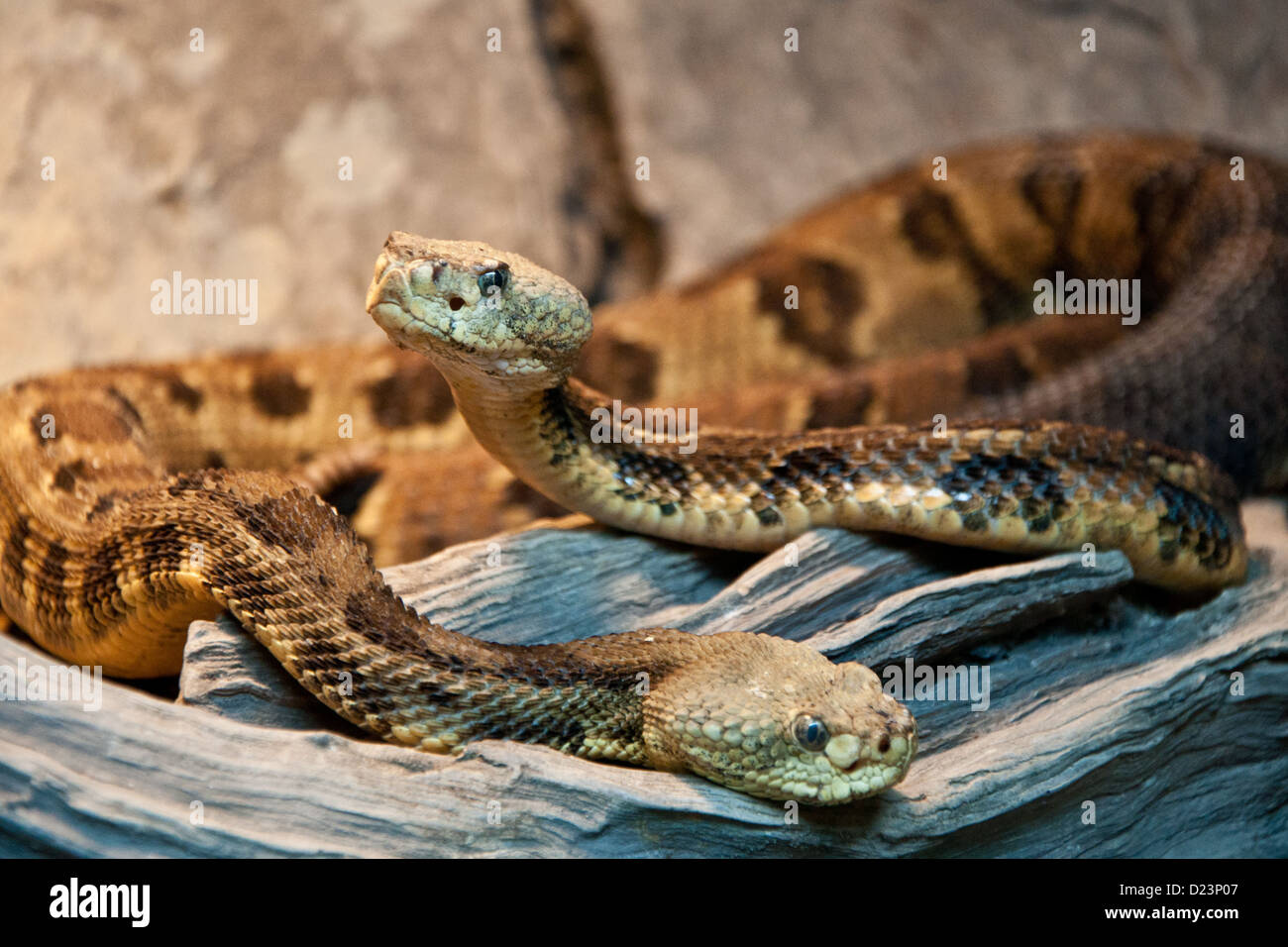 Timber rattlesnakes hi-res stock photography and images - Alamy