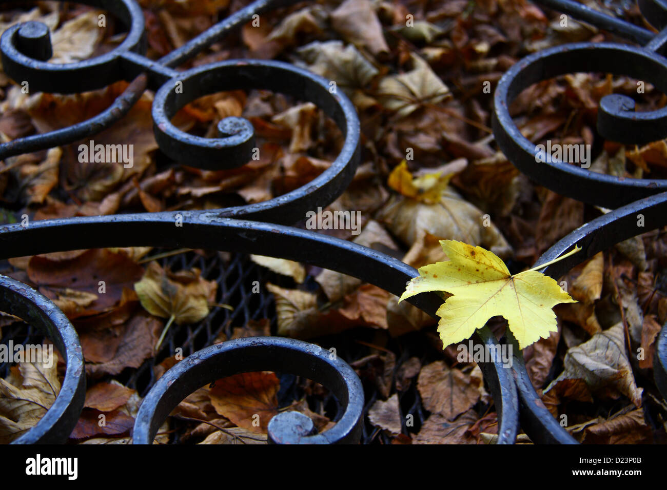 fallen leafs on iron close up photography Stock Photo - Alamy