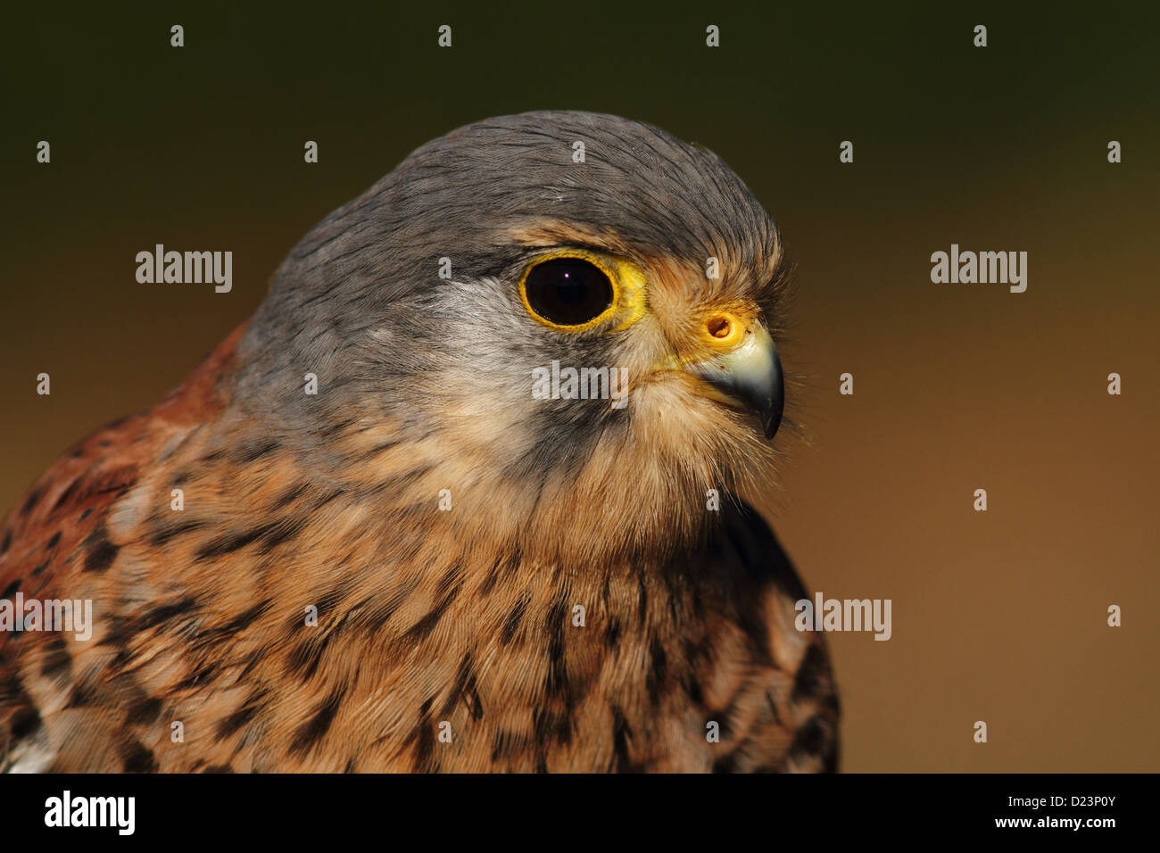 Kestrel hi-res stock photography and images - Alamy